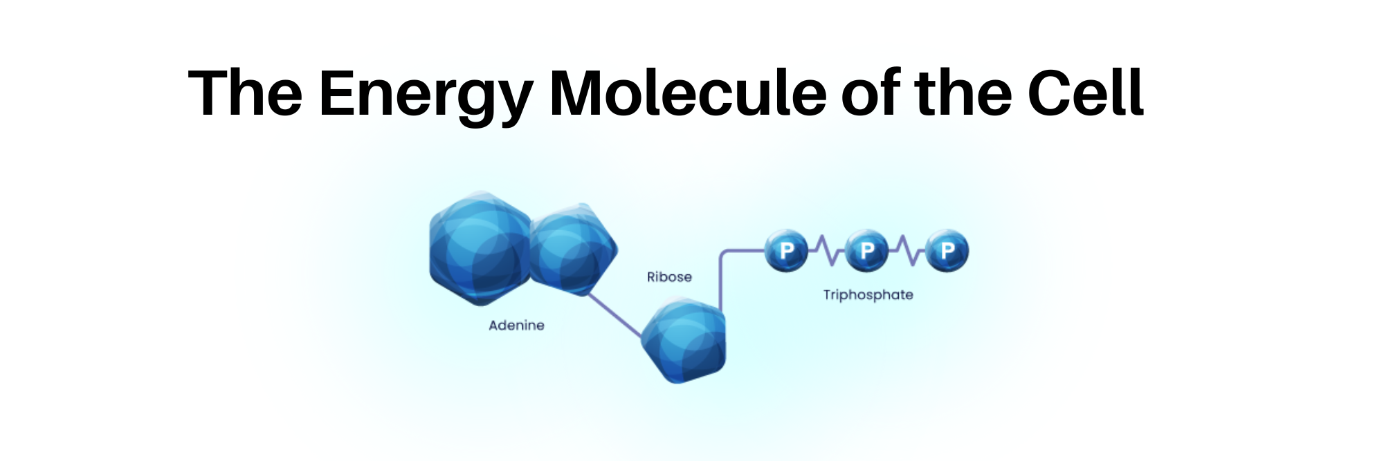 The Science of ATP – Energy Delivery Solutions